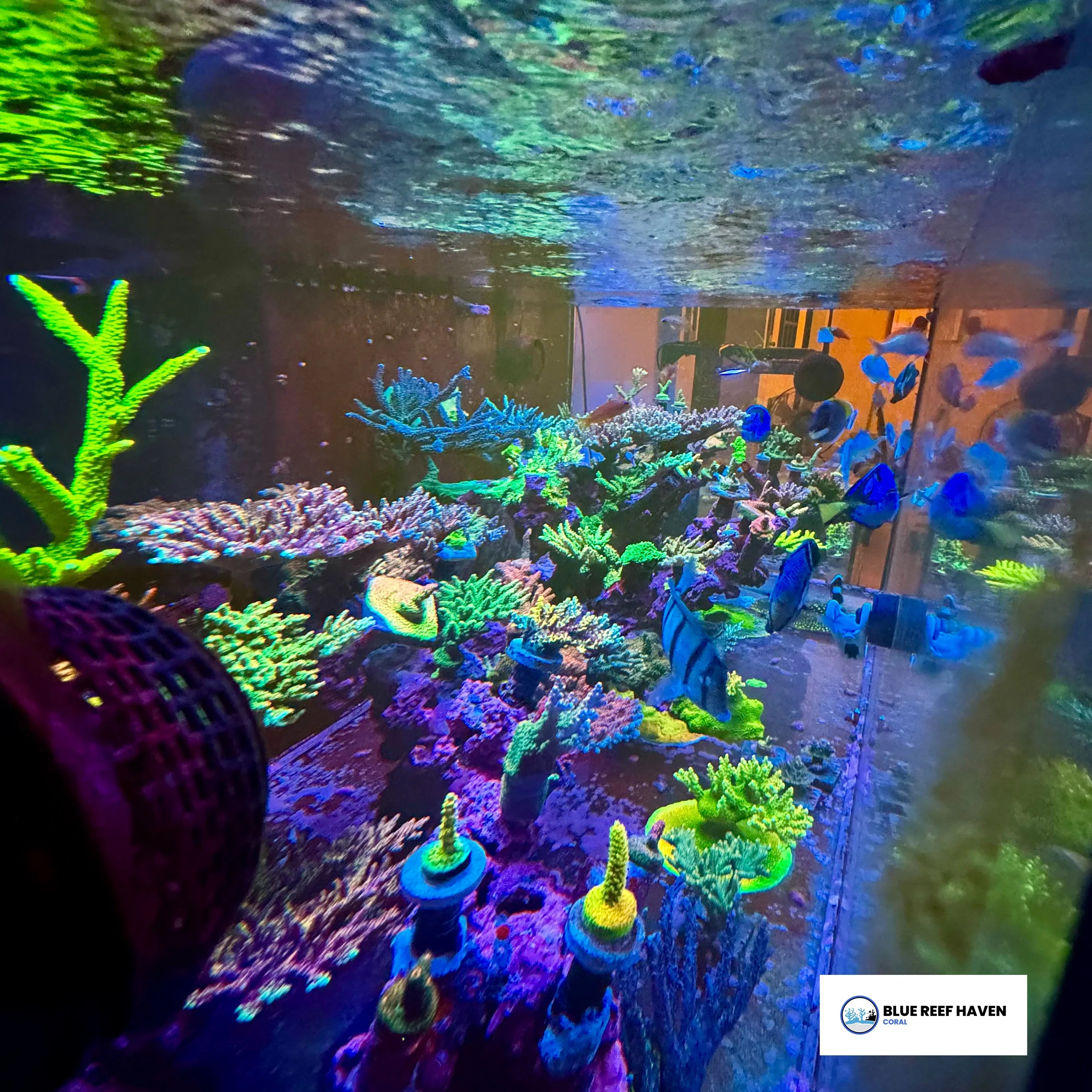 All Corals – Blue Reef Haven