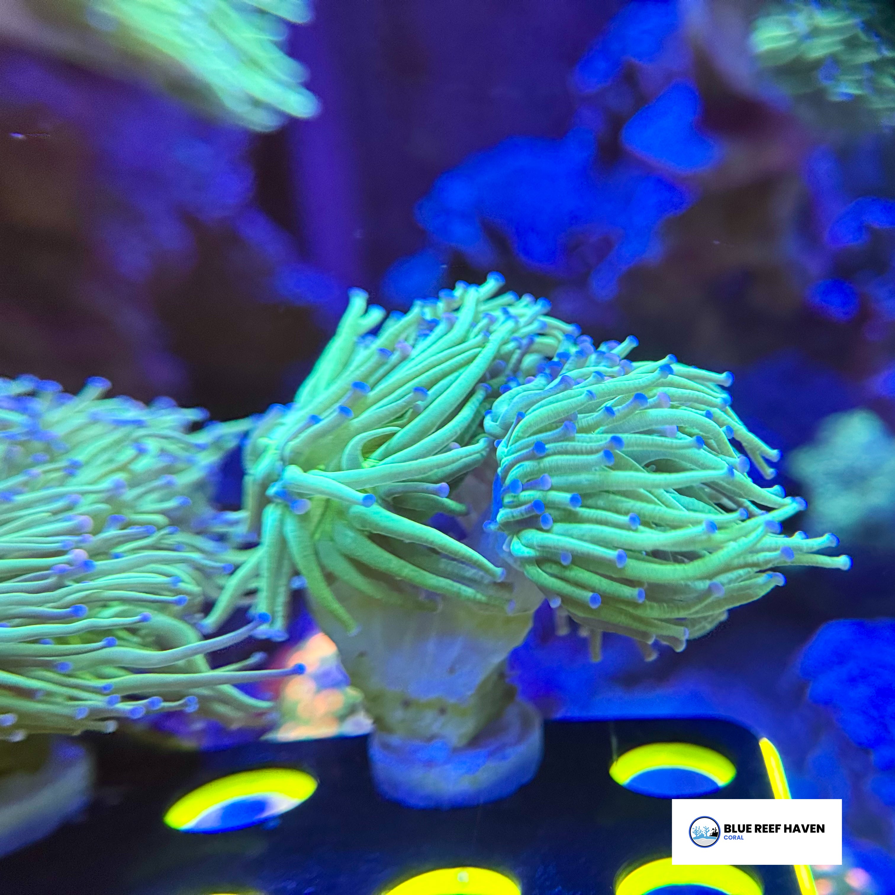 Cotton Candy Torch – Blue Reef Haven